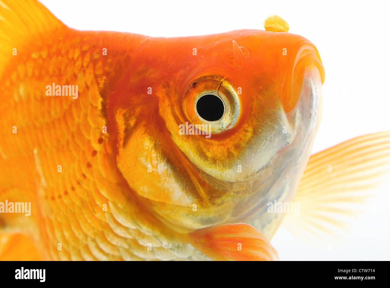 Fauler fisch -Fotos und -Bildmaterial in hoher Auflösung – Alamy
