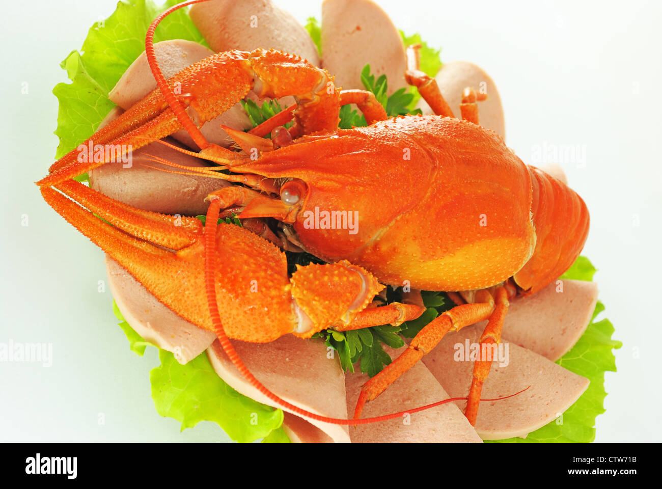 Rote krebse -Fotos und -Bildmaterial in hoher Auflösung – Alamy