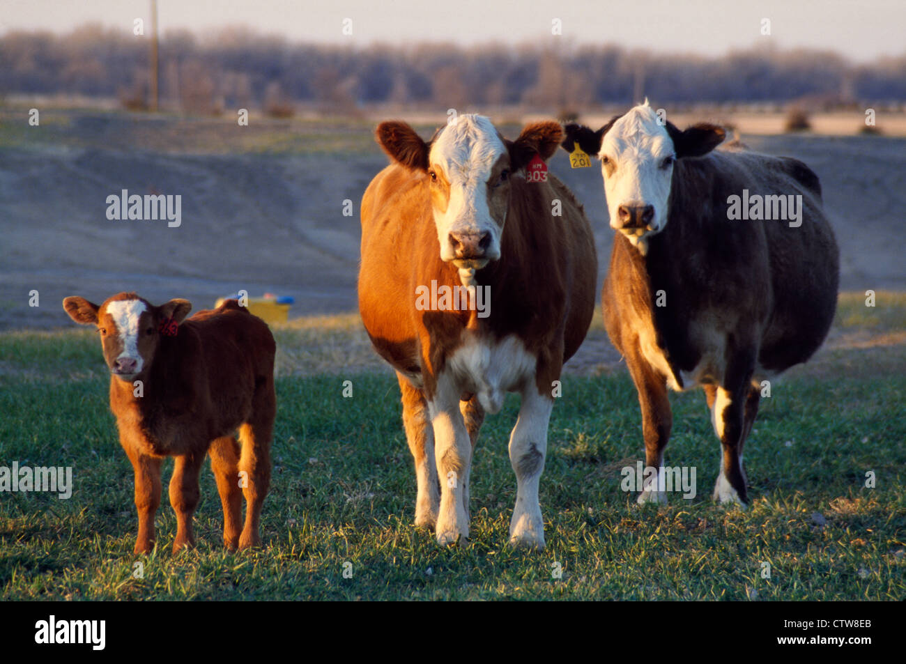 Vieh simmental kuh kalb feld -Fotos und -Bildmaterial in hoher ...