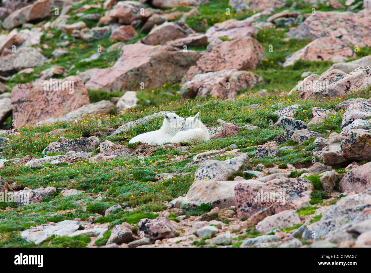 Zwei Baby-Bergziegen in Ruhe in der Tundra Stockfotografie - Alamy