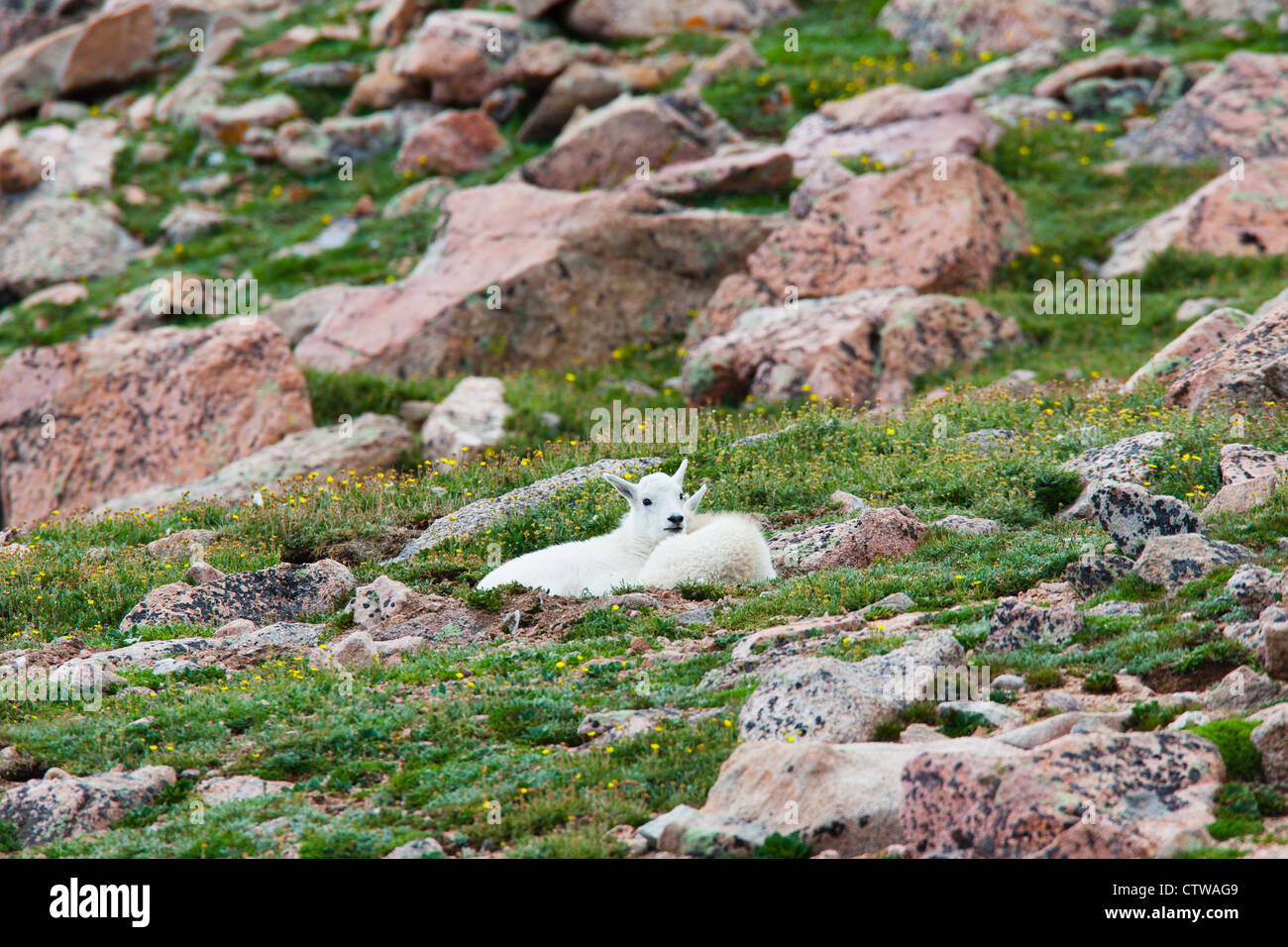 Zwei Baby-Bergziegen in Ruhe in der Tundra Stockfotografie - Alamy