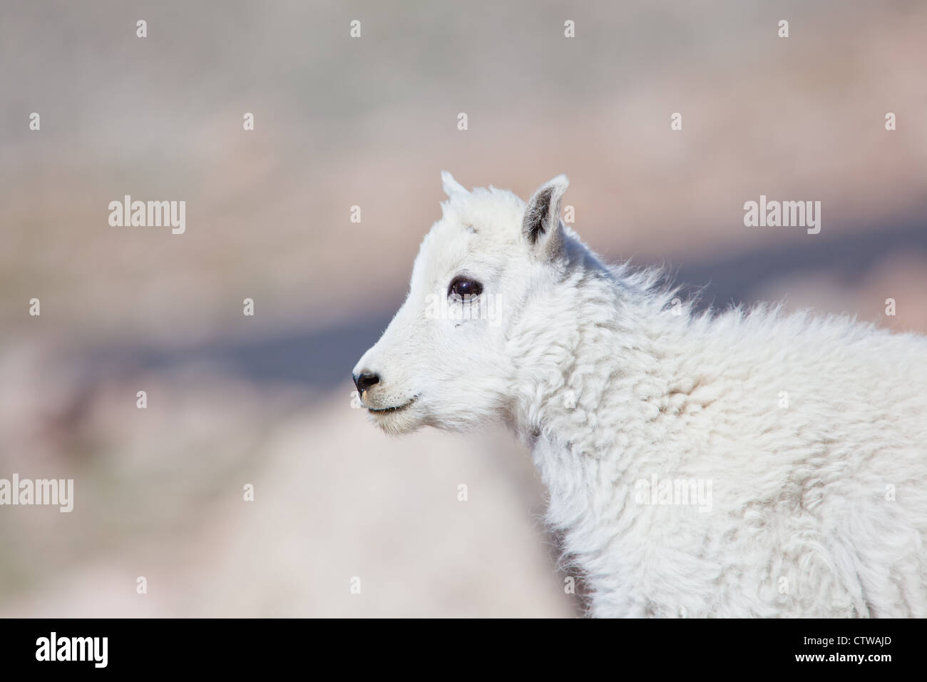 Baby mountain goat -Fotos und -Bildmaterial in hoher Auflösung – Alamy