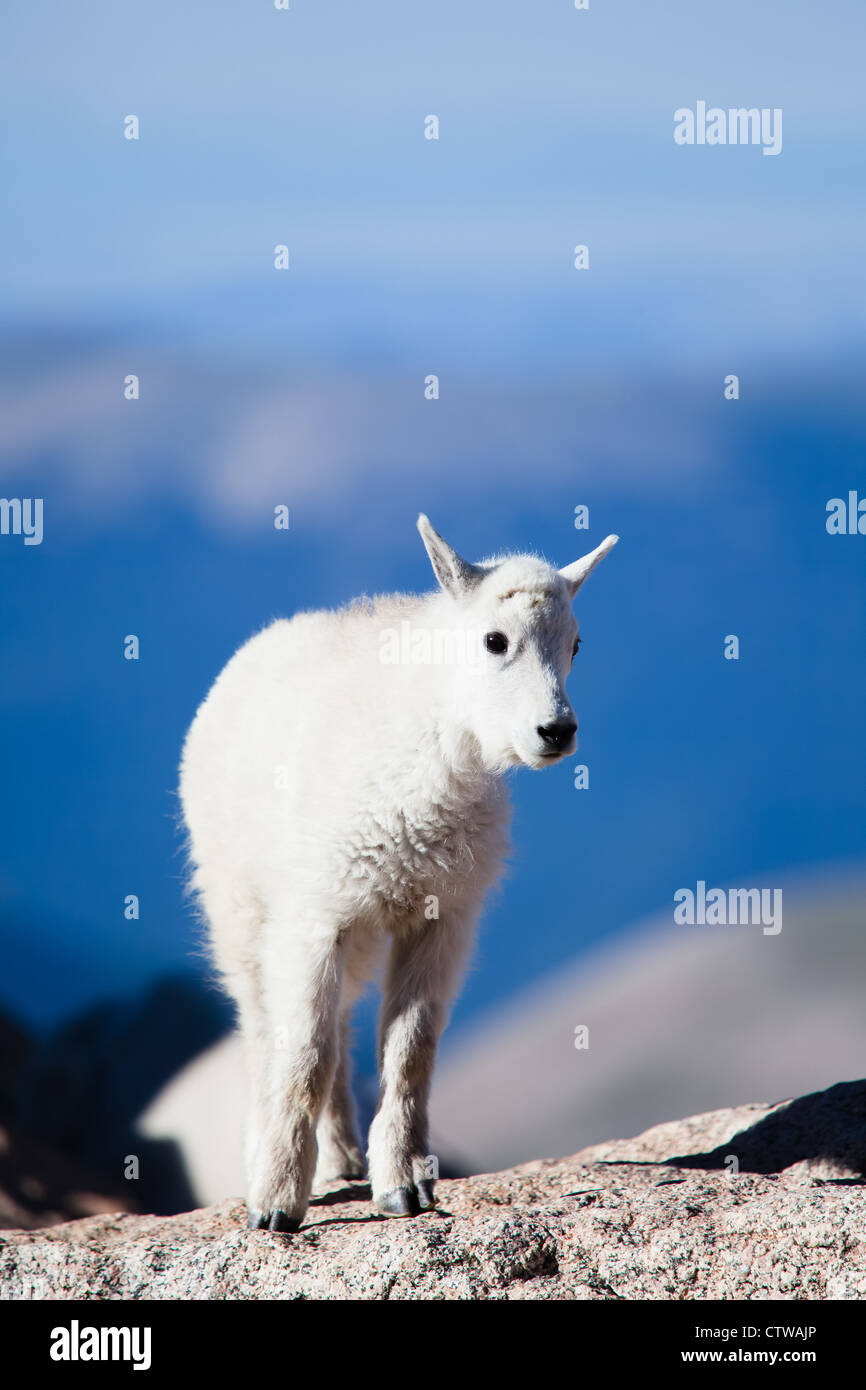 Baby mountain goat -Fotos und -Bildmaterial in hoher Auflösung – Alamy