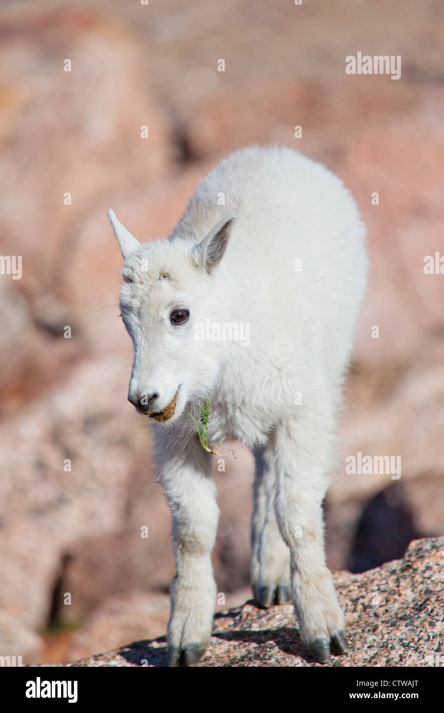 Baby mountain goat -Fotos und -Bildmaterial in hoher Auflösung – Alamy