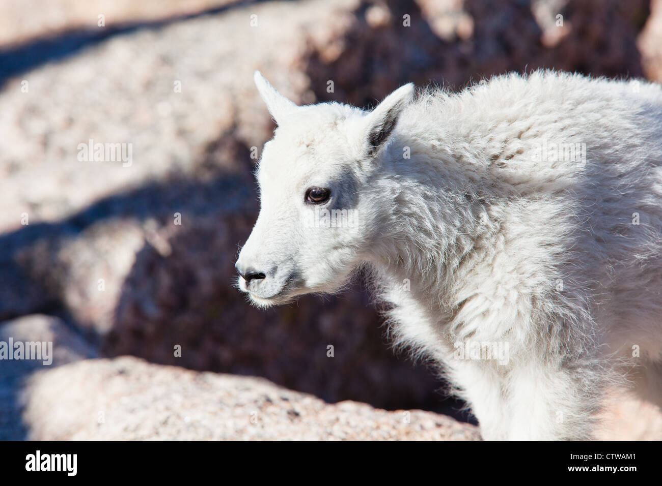 Baby mountain goat -Fotos und -Bildmaterial in hoher Auflösung – Alamy