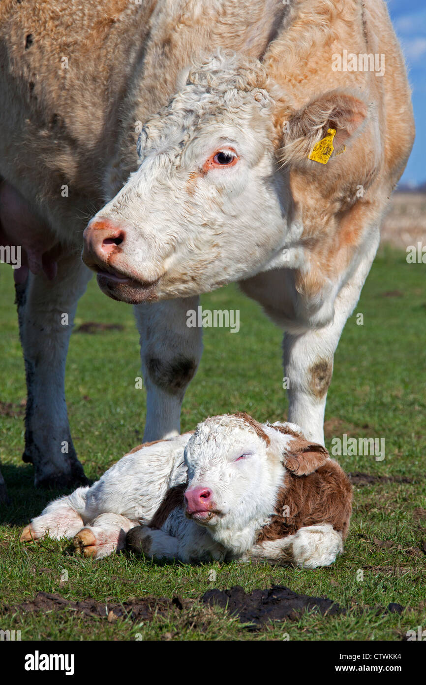 Kuh (Bos Taurus) mit Neugeborenen Kalb im Feld, Deutschland ...