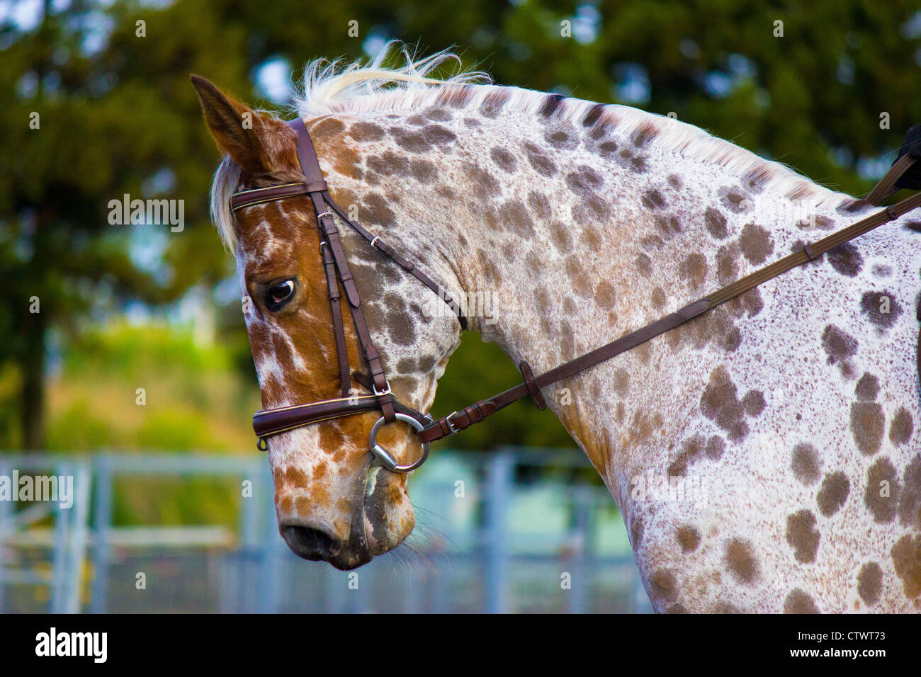 Appaloosa pferd -Fotos und -Bildmaterial in hoher Auflösung – Alamy
