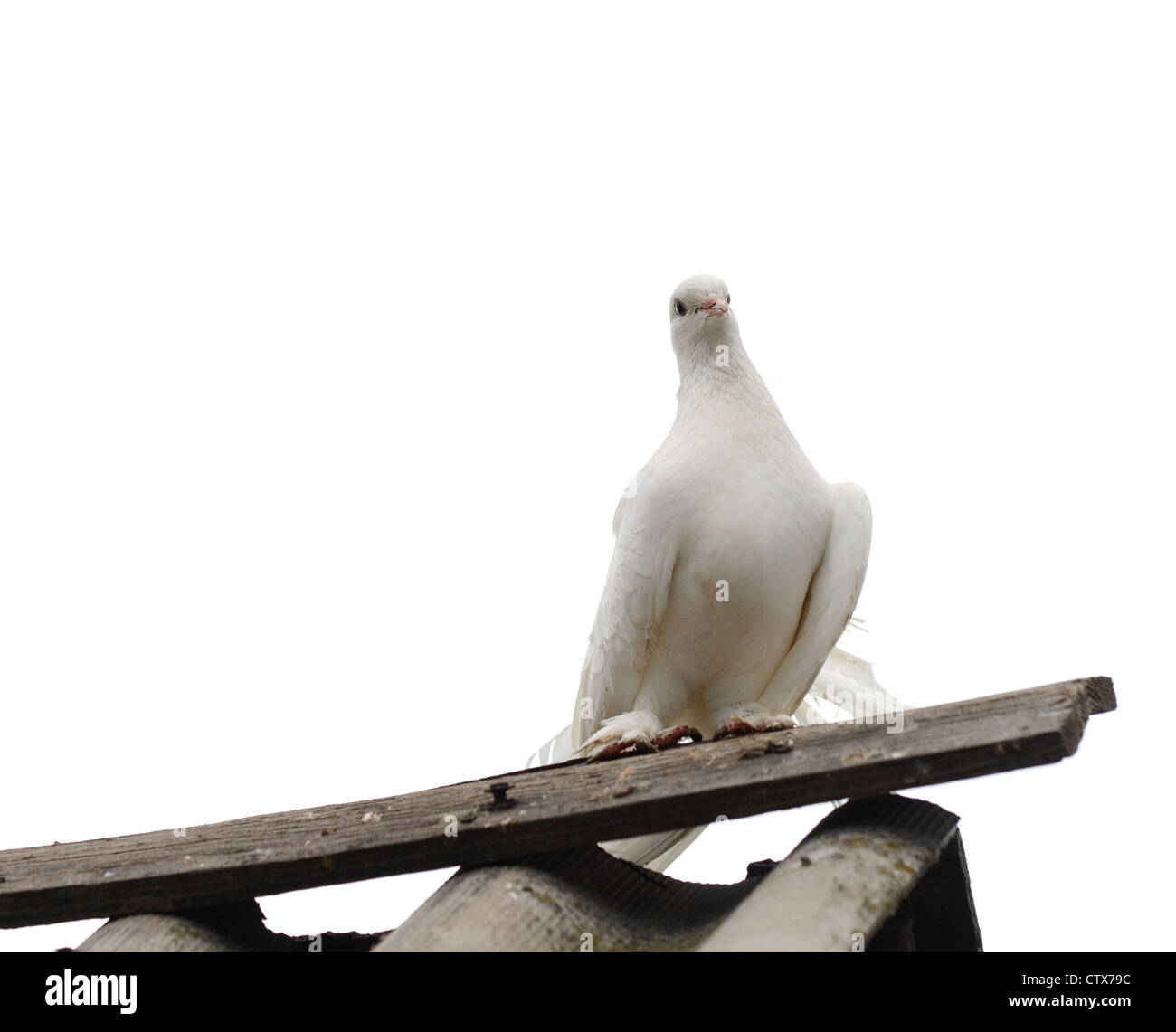Taube isoliert -Fotos und -Bildmaterial in hoher Auflösung – Alamy