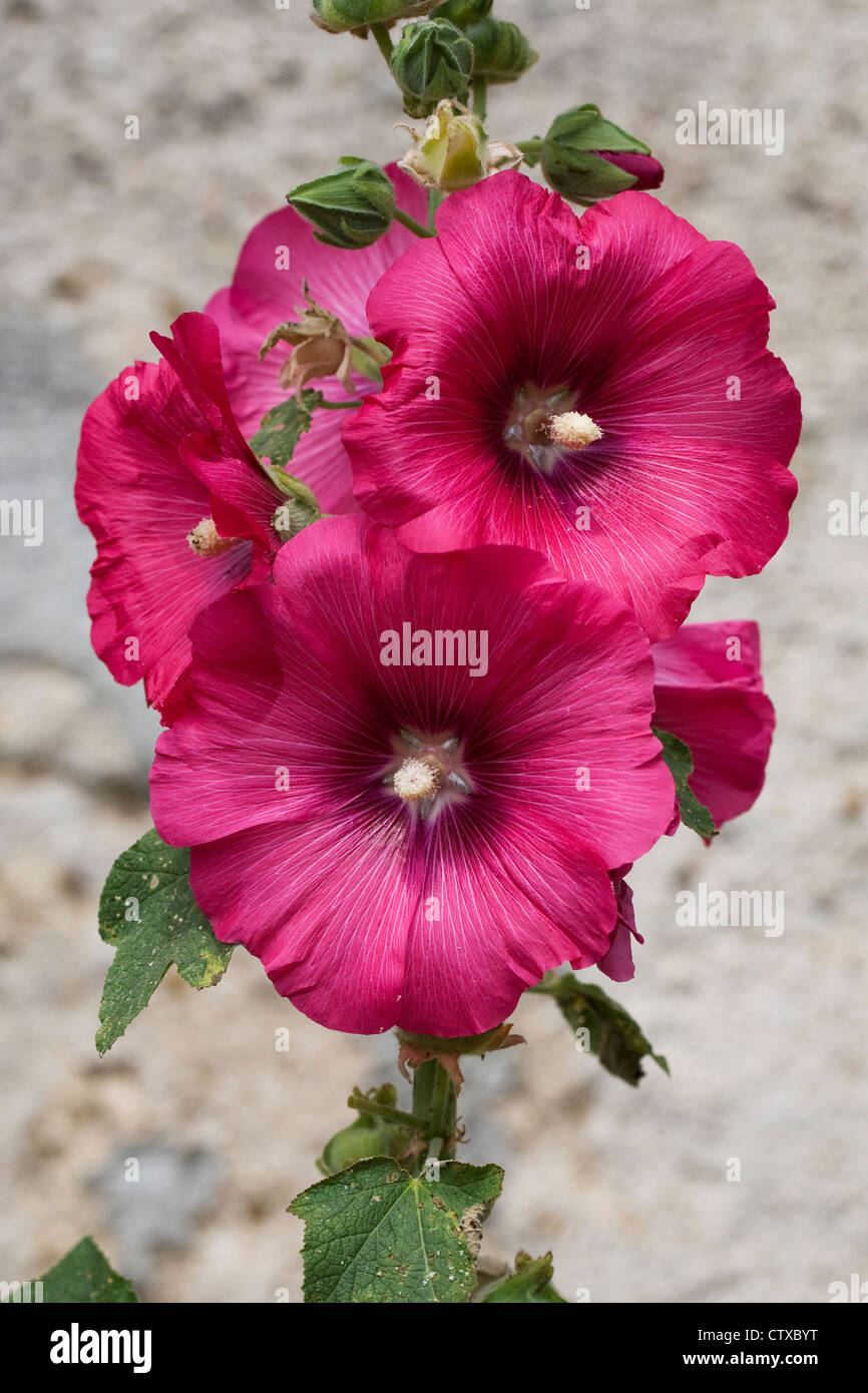 Steinmauer Blumen Stockfotos und -bilder Kaufen - Alamy