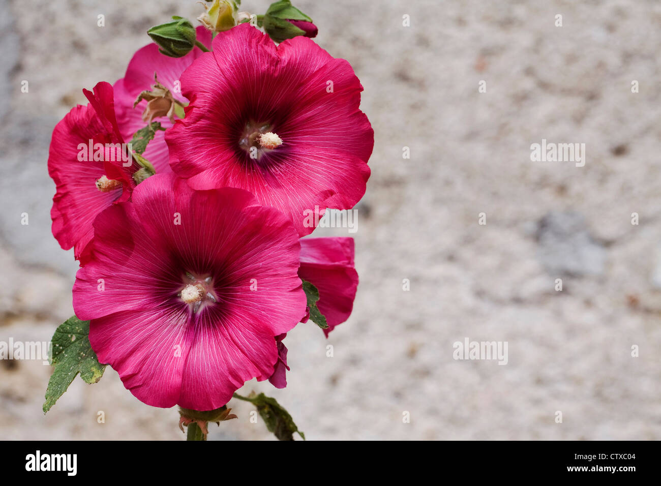 Steinmauer Blumen Stockfotos und -bilder Kaufen - Alamy