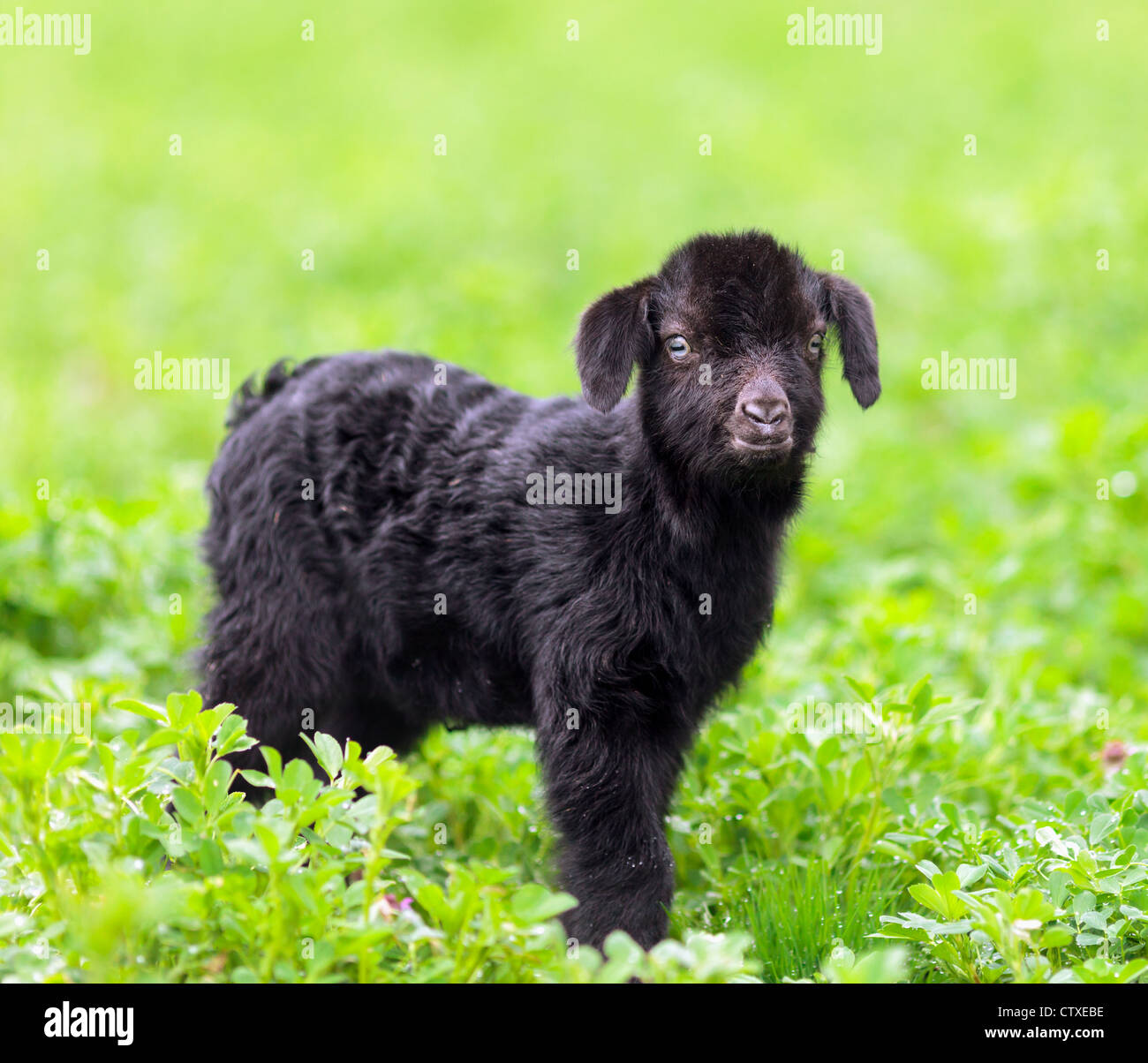 Ziege Stehend Stockfotos und -bilder Kaufen - Alamy