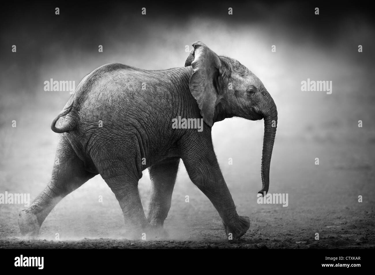 Baby-Elefant laufen im Staub (künstlerische Verarbeitung) Etosha ...