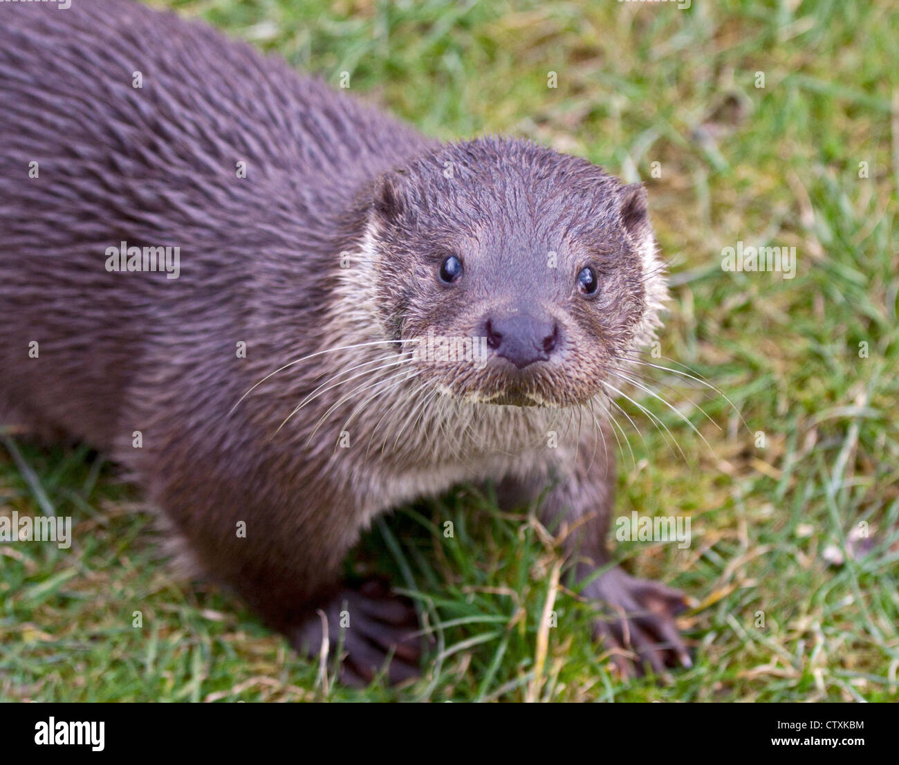 Mustela lutra -Fotos und -Bildmaterial in hoher Auflösung – Alamy