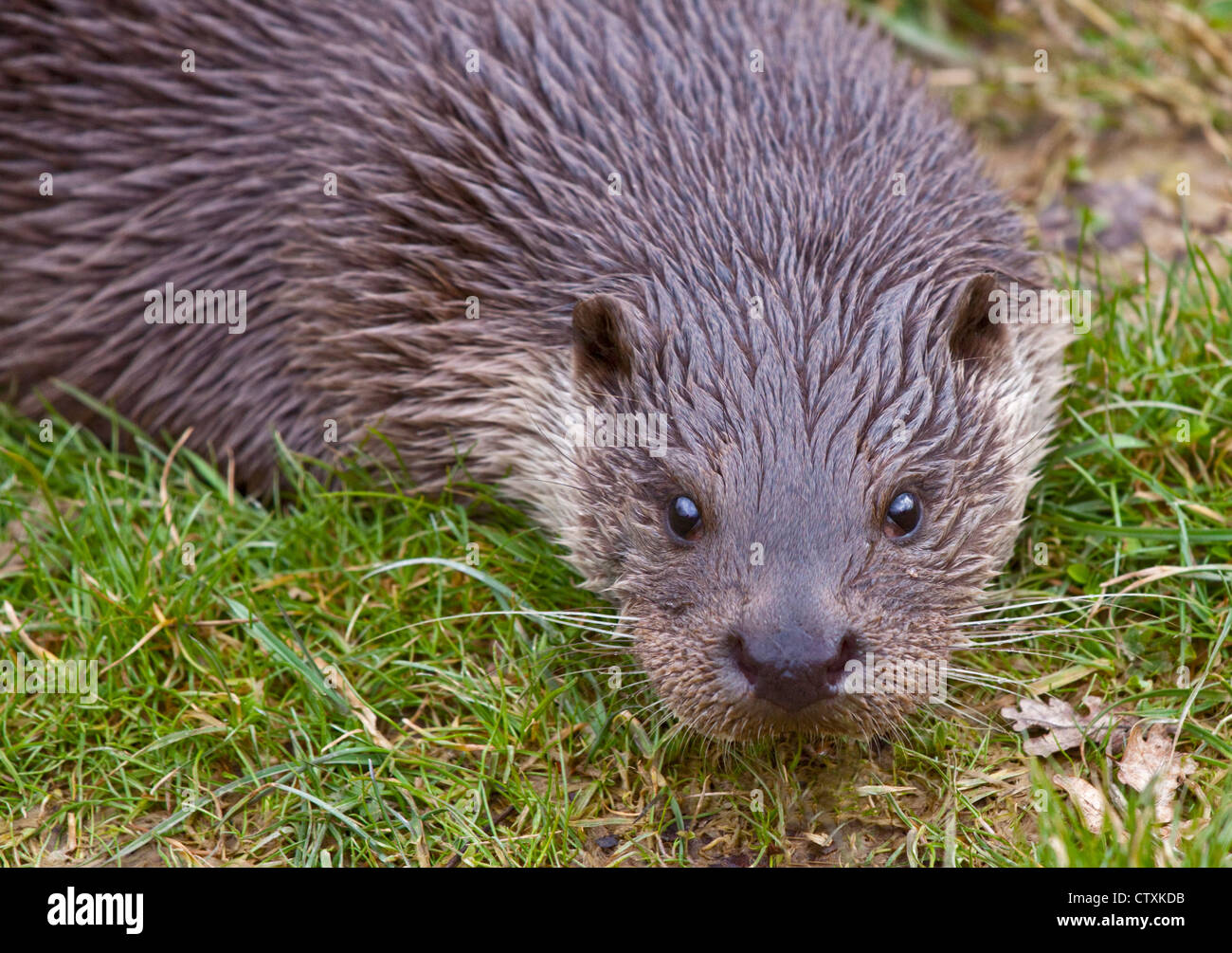 Mustela lutra -Fotos und -Bildmaterial in hoher Auflösung – Alamy
