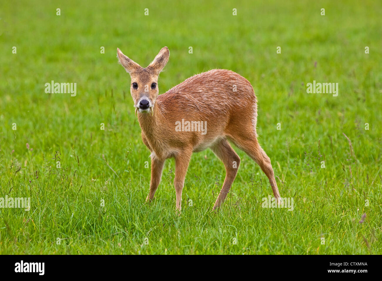 Männlichen chinesischen Wasserreh Stockfotografie - Alamy