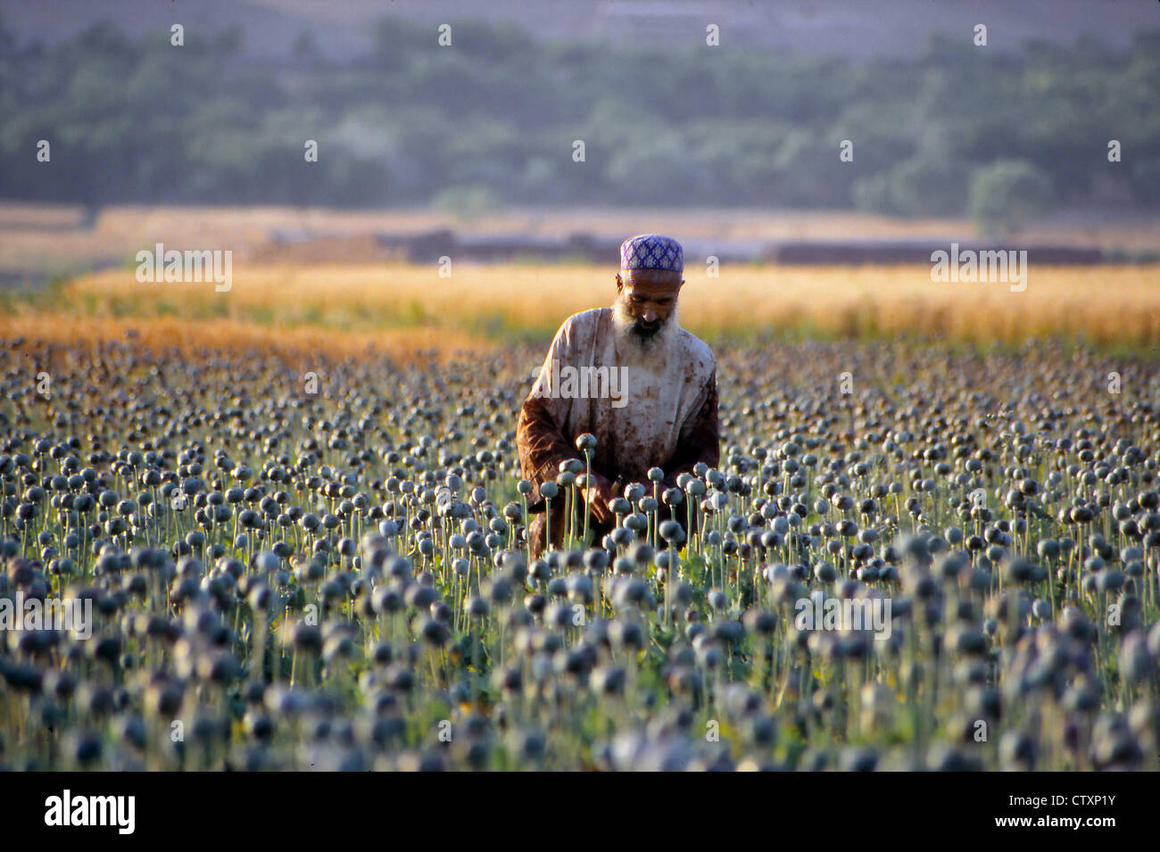 Afghanischer mohn -Fotos und -Bildmaterial in hoher Auflösung – Alamy