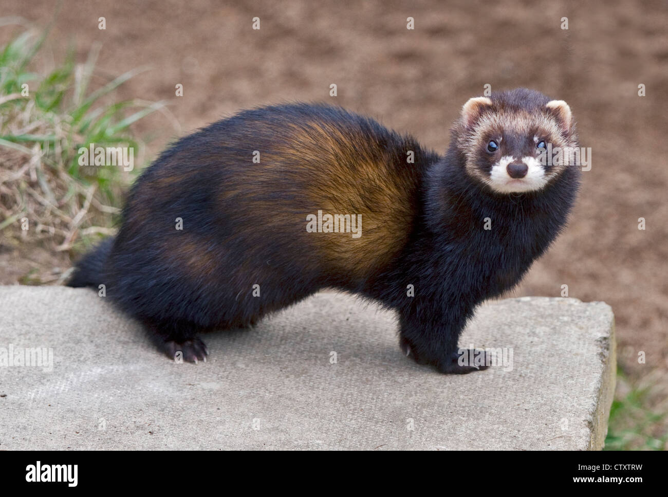 Europischer iltis -Fotos und -Bildmaterial in hoher Auflösung – Alamy