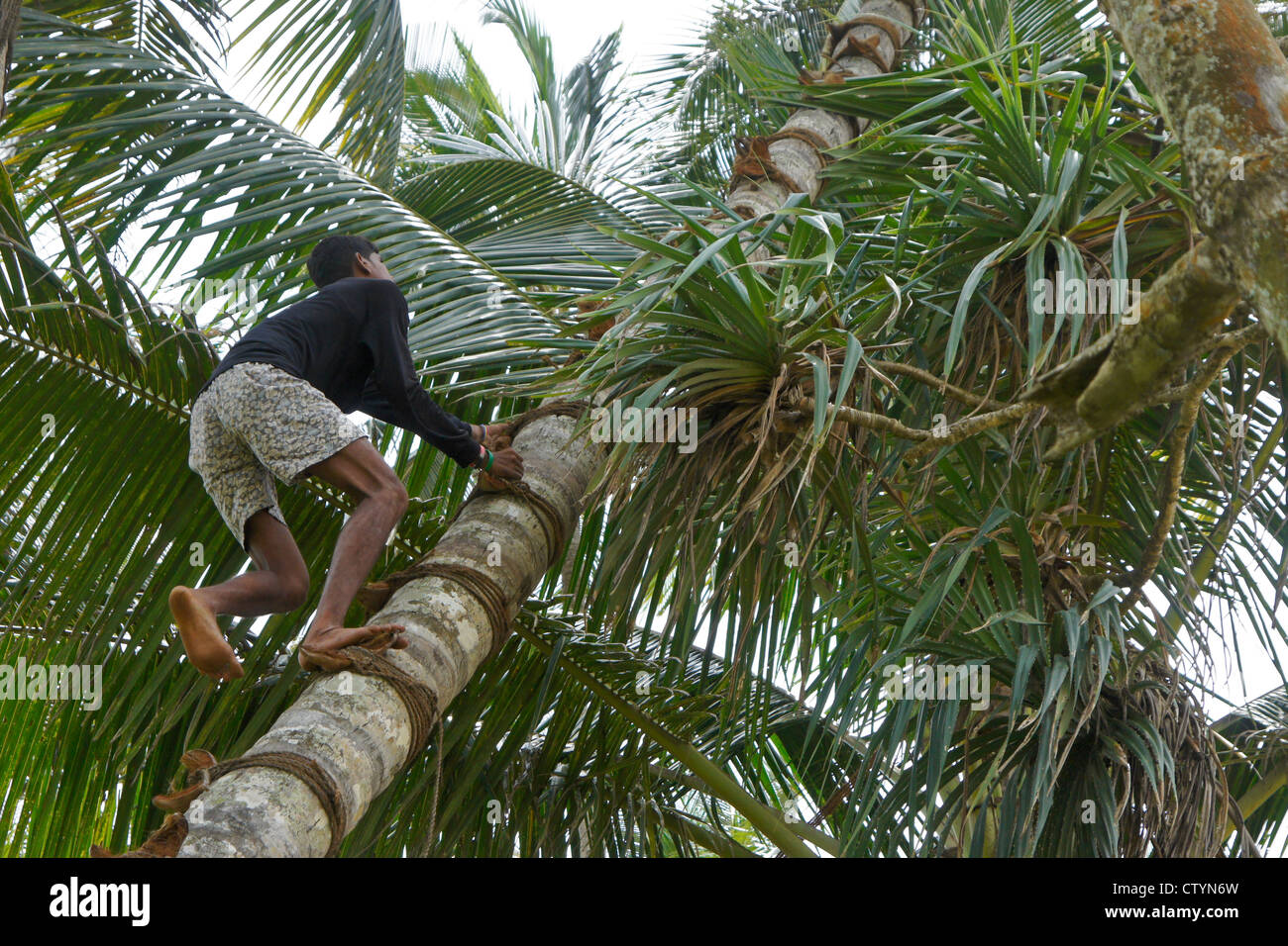Toddy palms -Fotos und -Bildmaterial in hoher Auflösung – Alamy