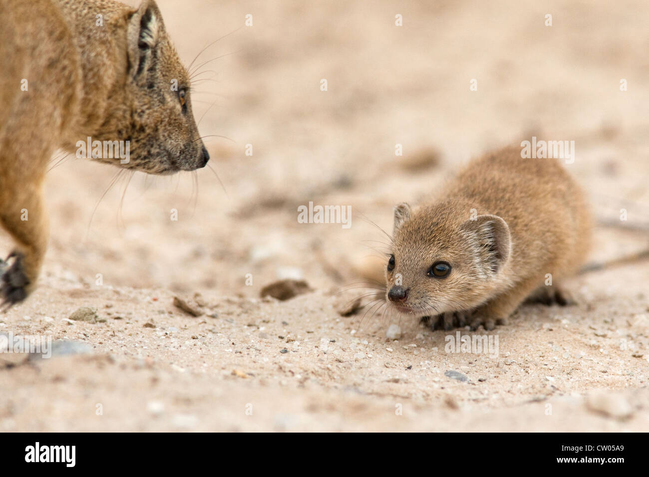 Juvenile gelbe Mungo Interaktion mit Baby, Cynictis Penicillata ...