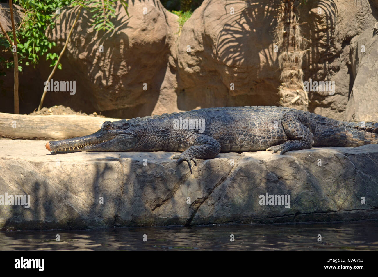 Gharial oder Gavial Krokodil Aalen Stockfotografie - Alamy