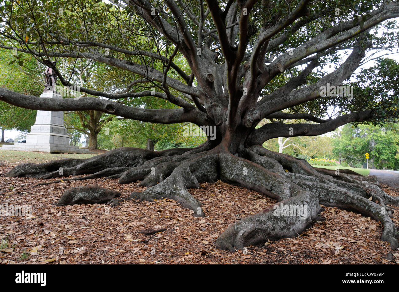 Eine australische Moreton Bay Feigenbaum im öffentlichen Park in ...