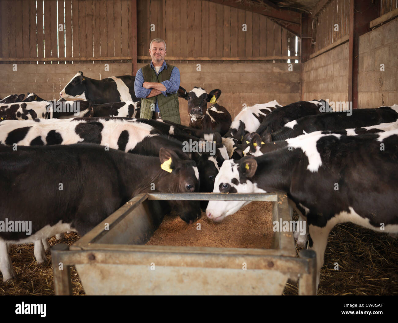 Portrait kuh bauer -Fotos und -Bildmaterial in hoher Auflösung – Alamy