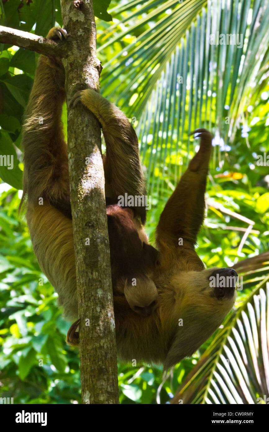 Faultier-Mutter und Baby bewegen sich zwischen den Baum an die Faultier ...