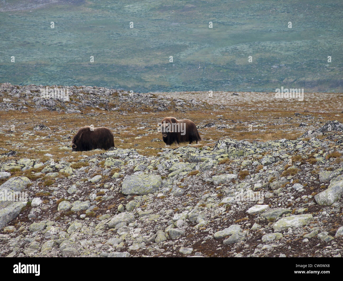 Moschus Ochsen Stockfotos und -bilder Kaufen - Alamy