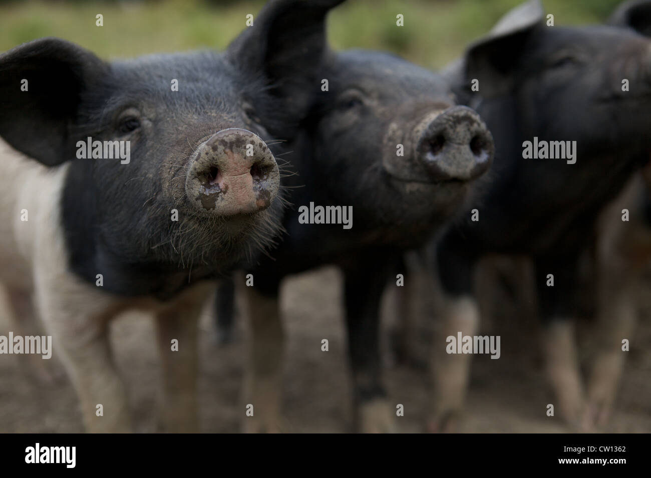 Ferkel laufen -Fotos und -Bildmaterial in hoher Auflösung – Alamy