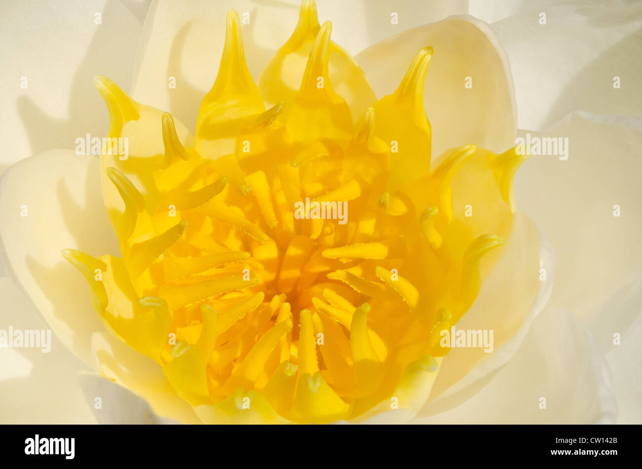 Detail der weißen Seerose Blüte Nymphaea Alba zeigt Anthere und ...