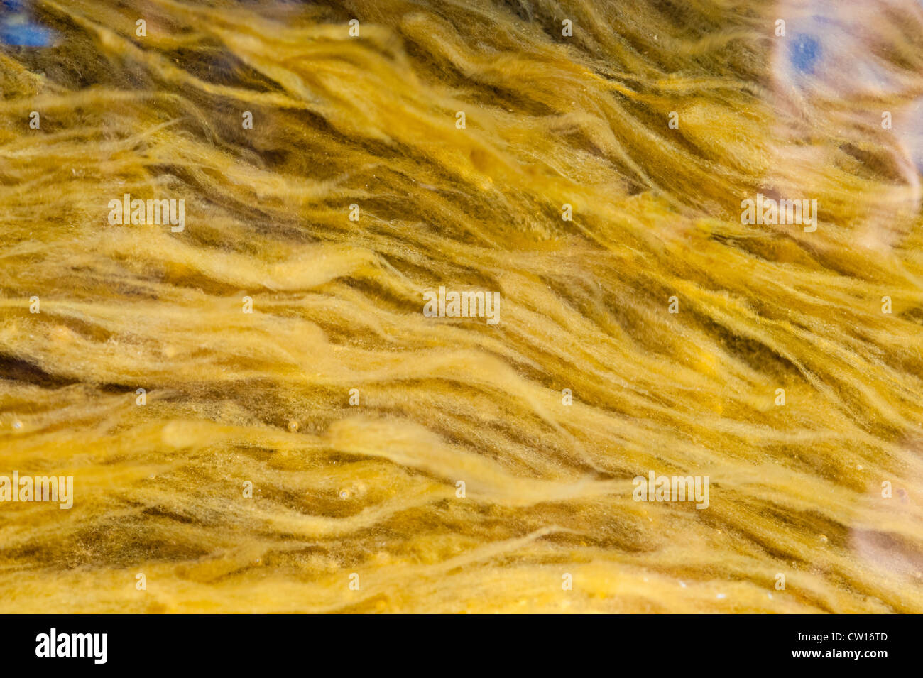 Algen wachsende pflanze -Fotos und -Bildmaterial in hoher Auflösung – Alamy