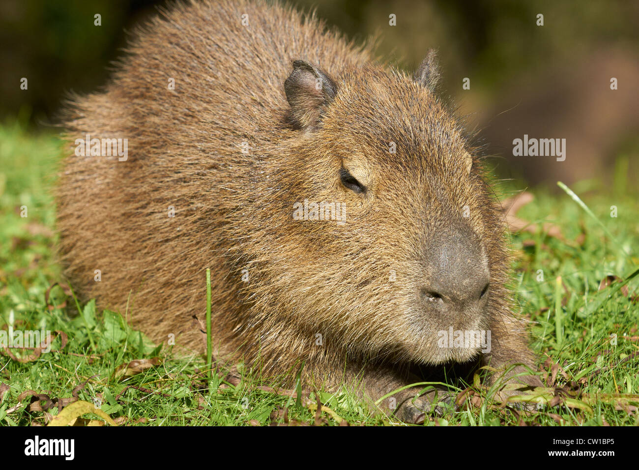 Junger capybara -Fotos und -Bildmaterial in hoher Auflösung – Alamy