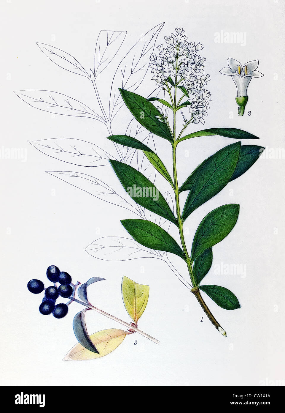 Gemeinsame liguster botanische illustration -Fotos und -Bildmaterial in ...