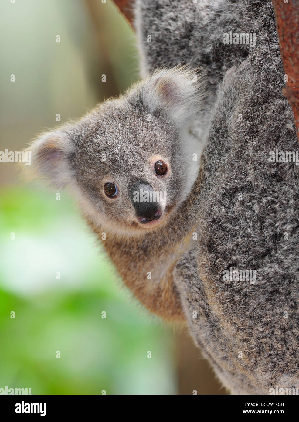 Coala Bebe E Mae My Baby Koala 8 Beutel Zur Geburt Rosa | Wäschesack