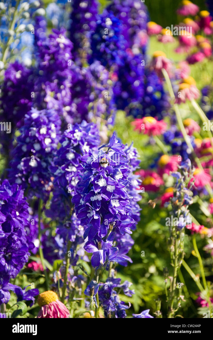 Violette Stauden in Jesperhus flowerpark Stockfotografie - Alamy