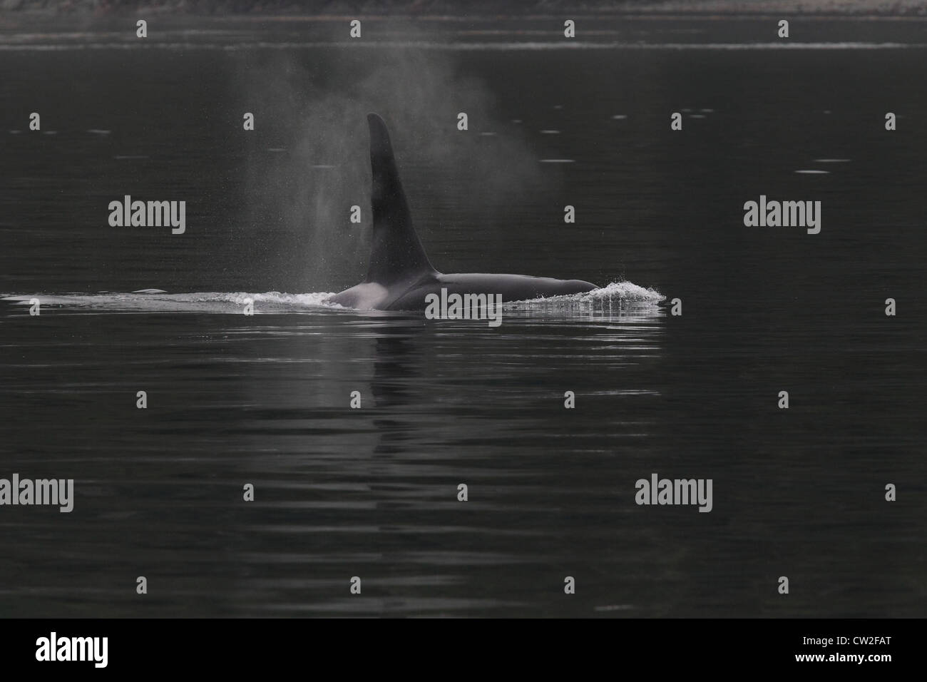 Kanada orcinus orca -Fotos und -Bildmaterial in hoher Auflösung – Alamy
