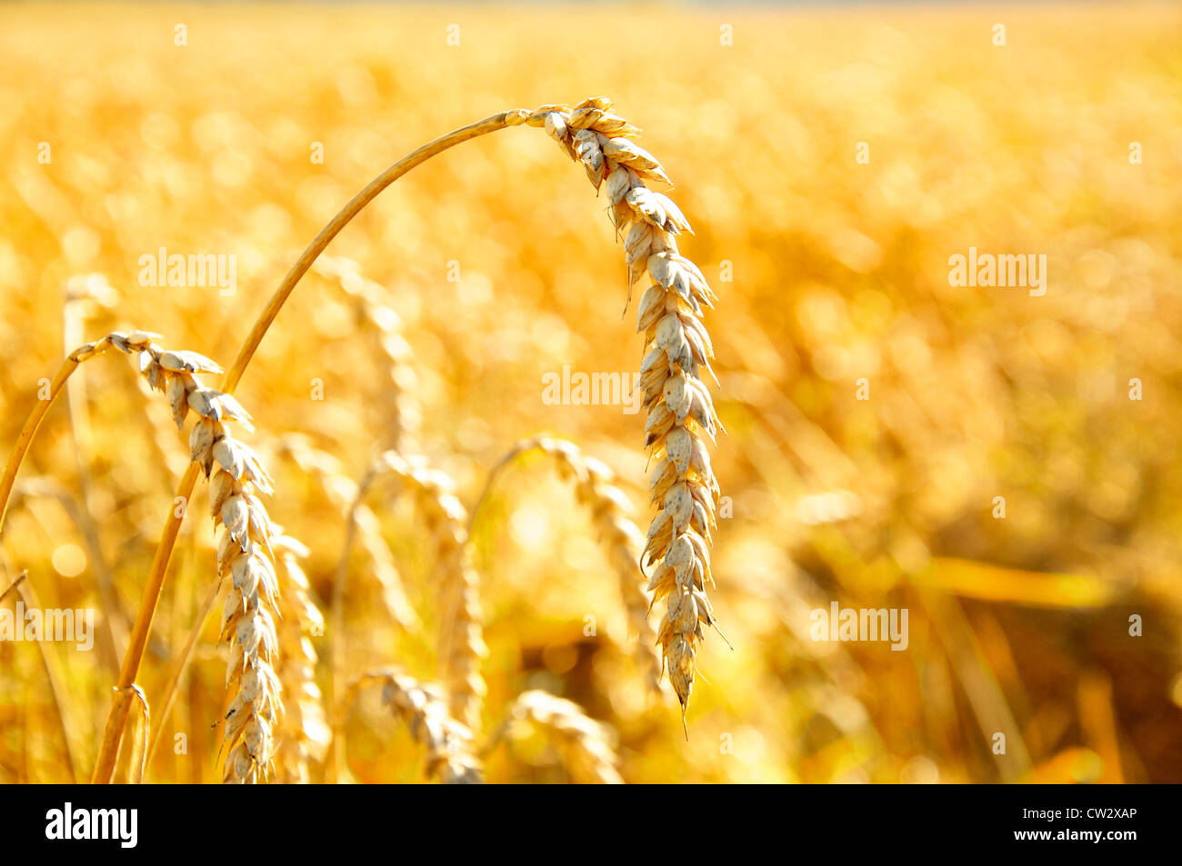 Golden ears -Fotos und -Bildmaterial in hoher Auflösung – Alamy