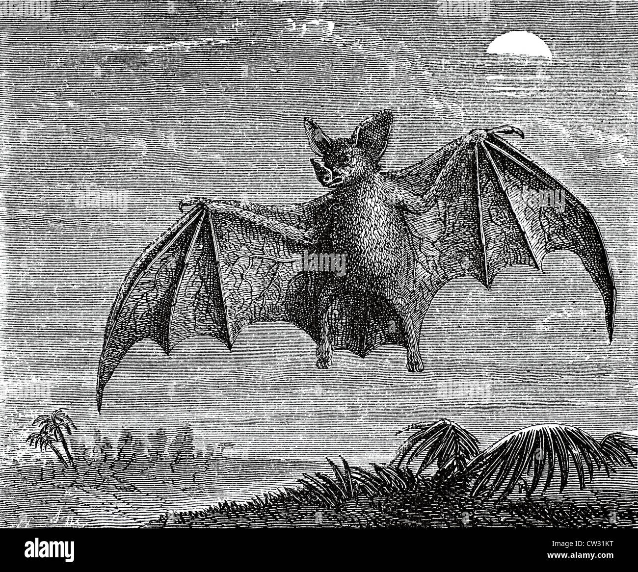 Fledermaus mythologie -Fotos und -Bildmaterial in hoher Auflösung – Alamy