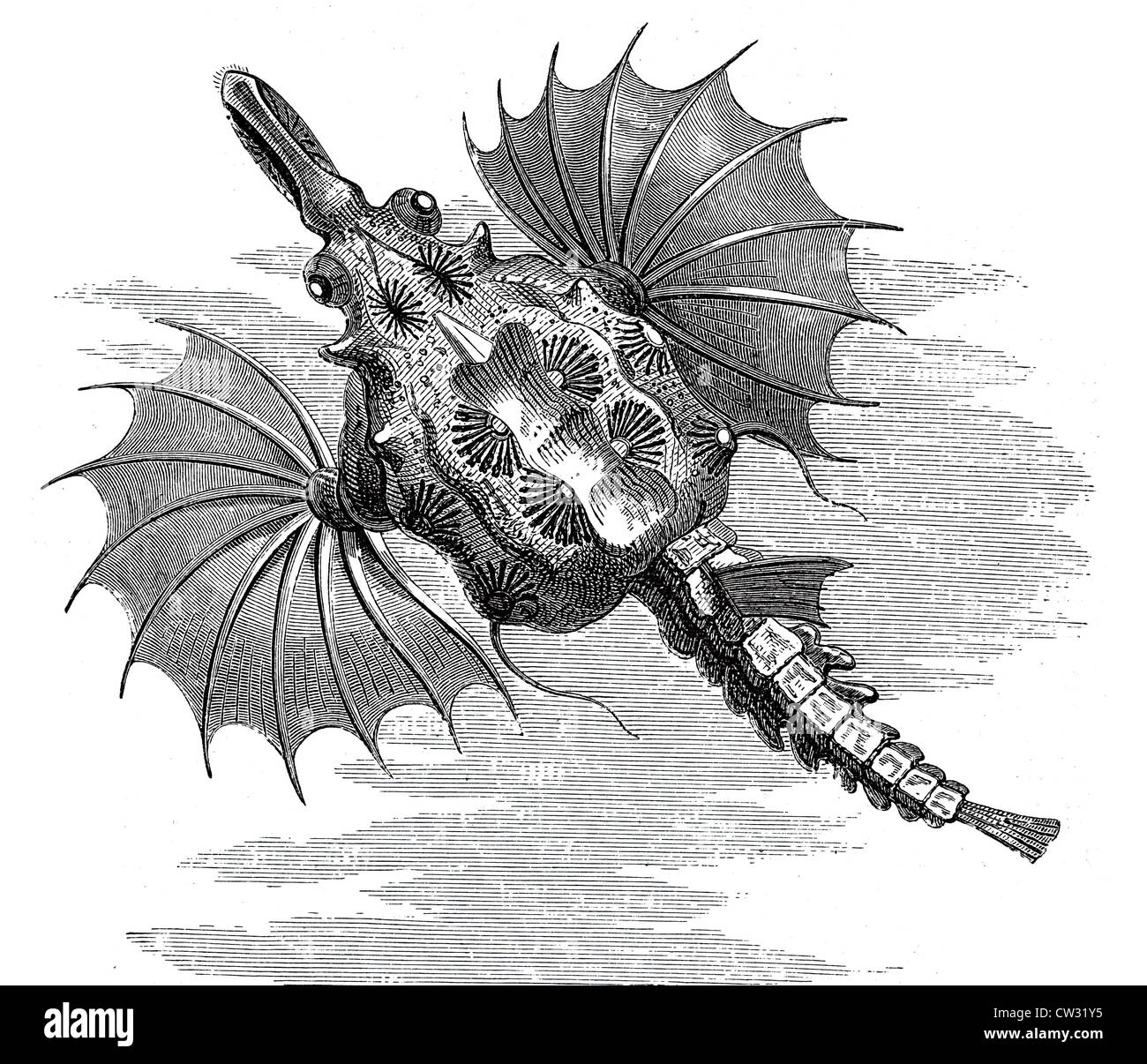 Flying fish are beloniformes -Fotos und -Bildmaterial in hoher ...