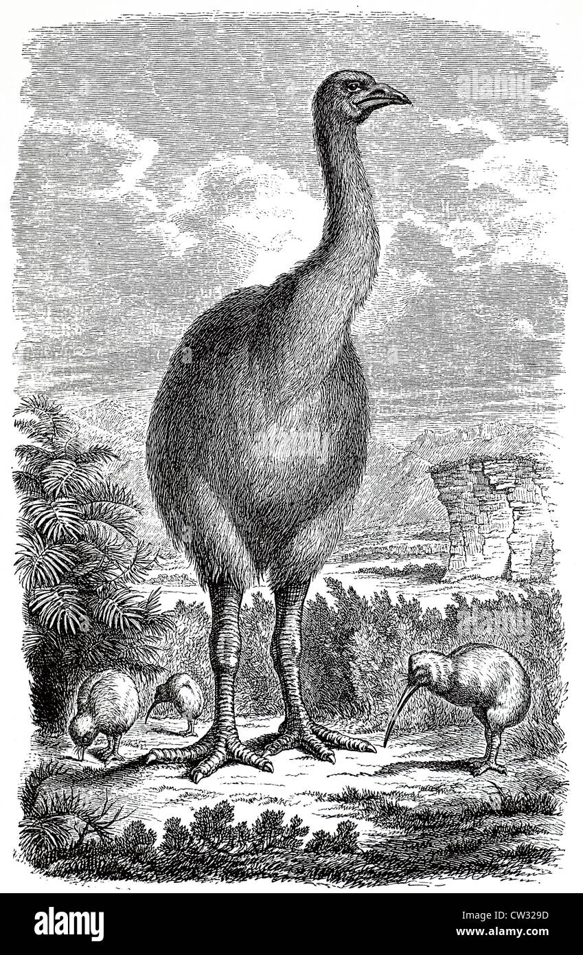 Flightless Moa Stockfotos und -bilder Kaufen - Alamy