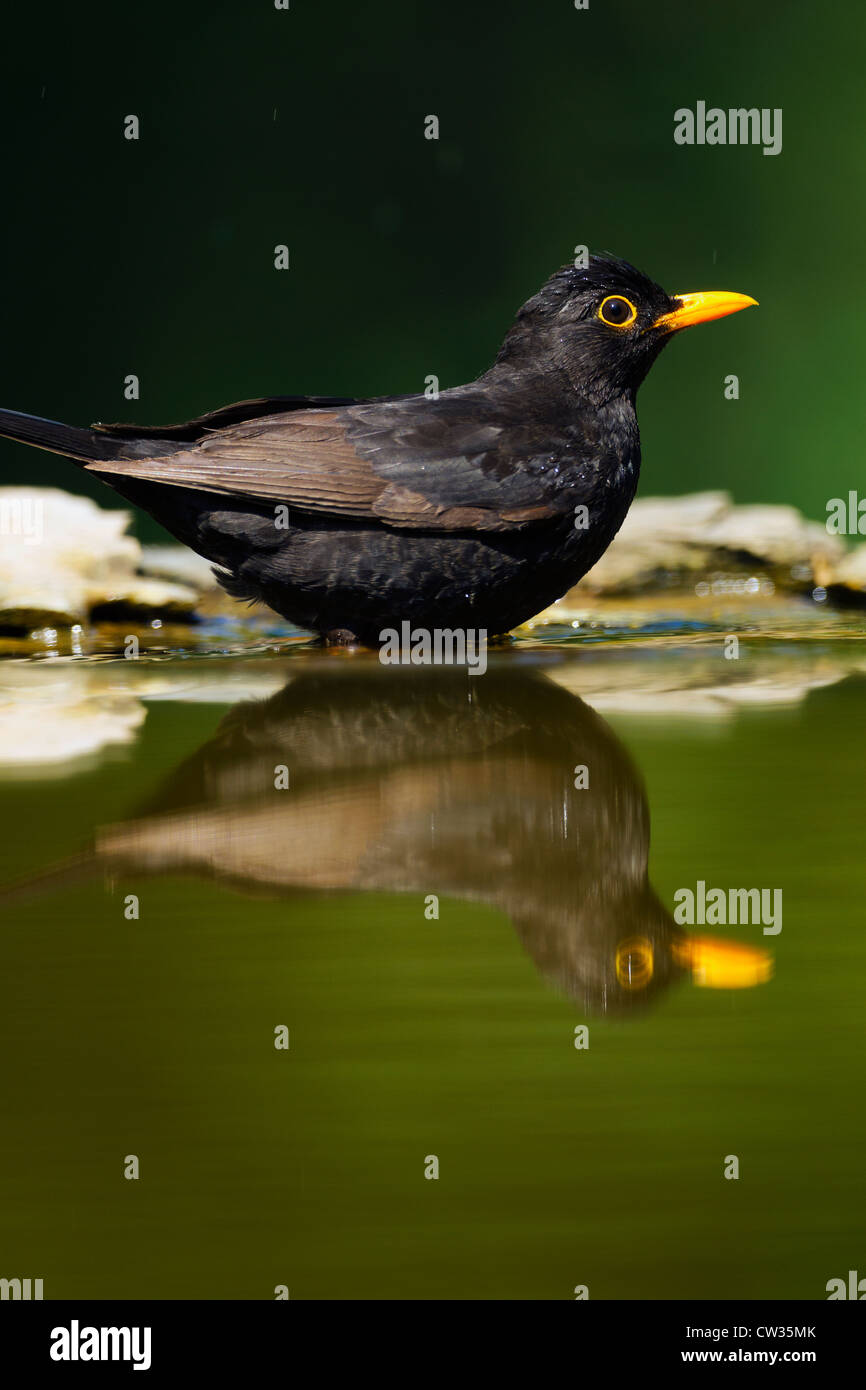 Turdus Merula Stockfotos und -bilder Kaufen - Alamy