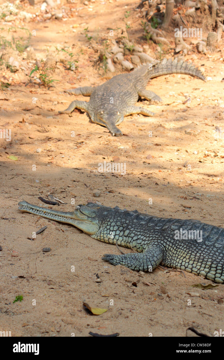 Gharial gavialis gangeticus -Fotos und -Bildmaterial in hoher Auflösung ...