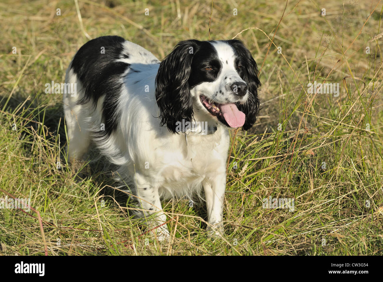 Schwarz / weiß Working Cocker Spaniel Hündin keuchend an einem heißen ...