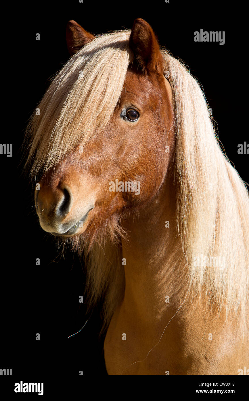 Islandpferd, Islandpony, Islaender. Portraet des Hengstes ...