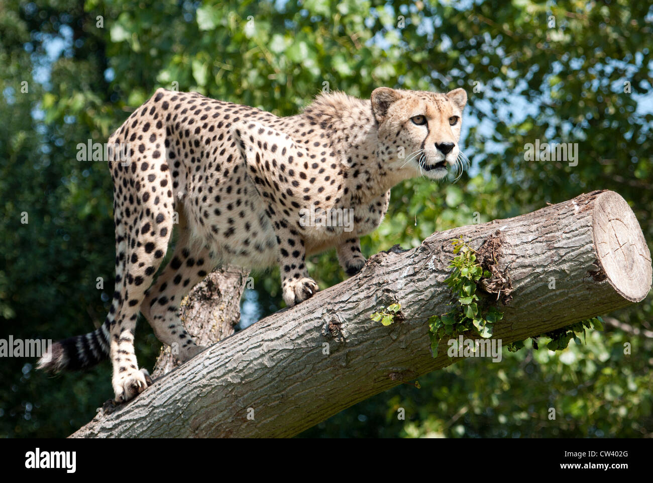 Gepard auf baum -Fotos und -Bildmaterial in hoher Auflösung – Alamy