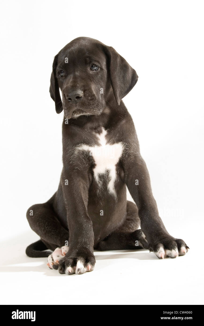 Die Deutsche Dogge. Welpen sitzen. Studio Bild vor einem weißen ...