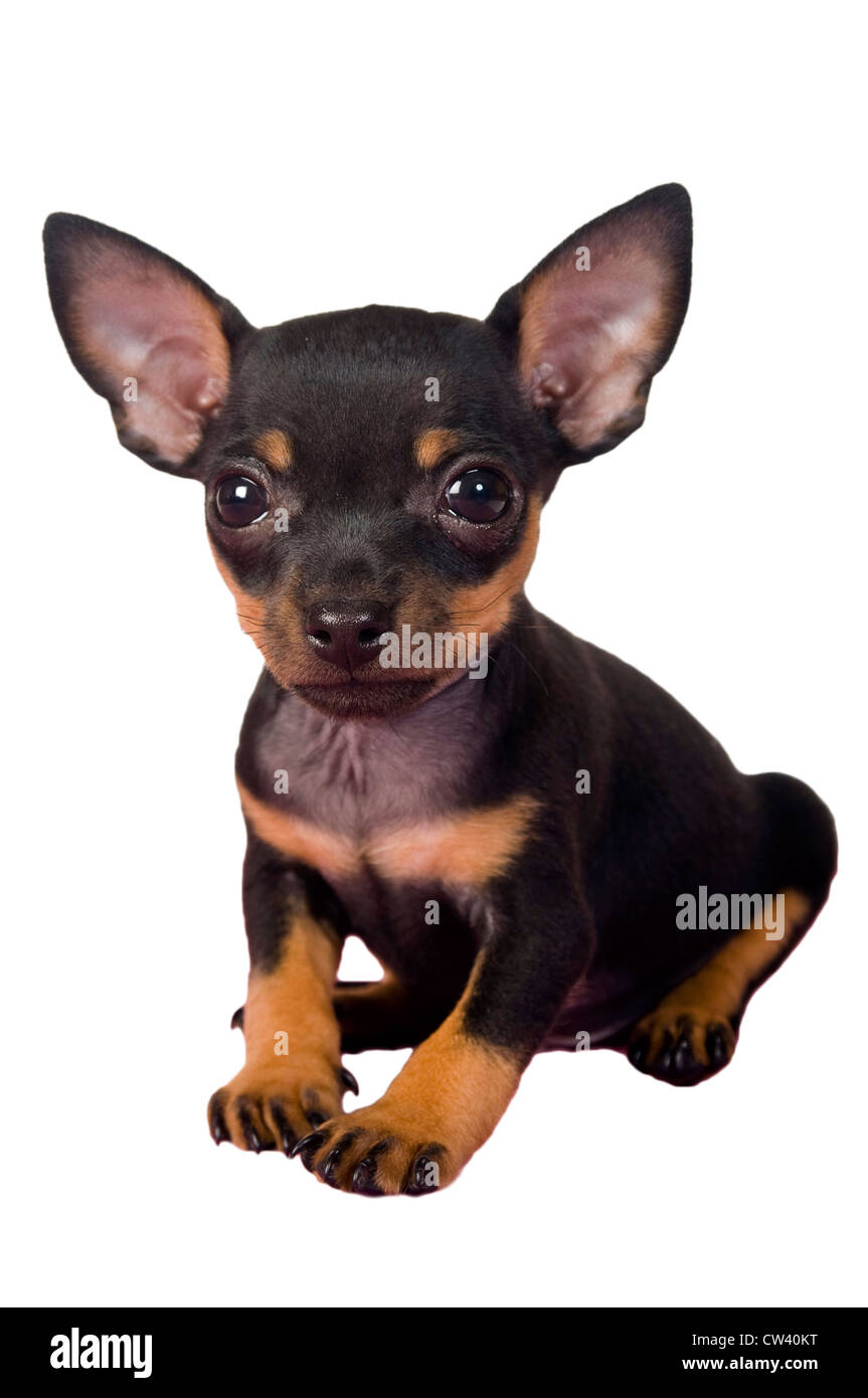 Prager rattler -Fotos und -Bildmaterial in hoher Auflösung – Alamy