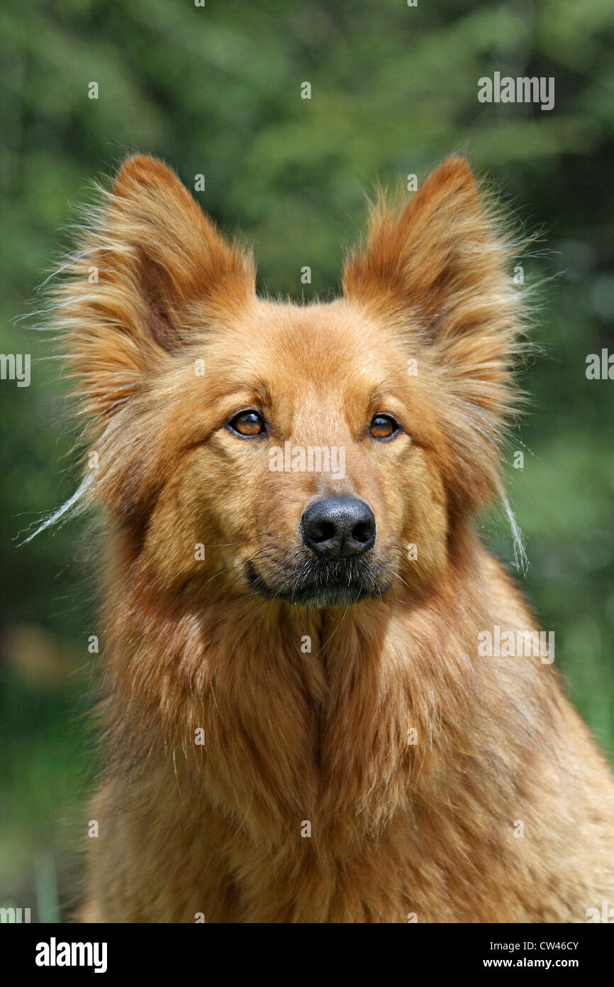 Alte deutsche Shepdog, Harzer Fuchs. Porträt von 10 Jahre alt, Männlich ...