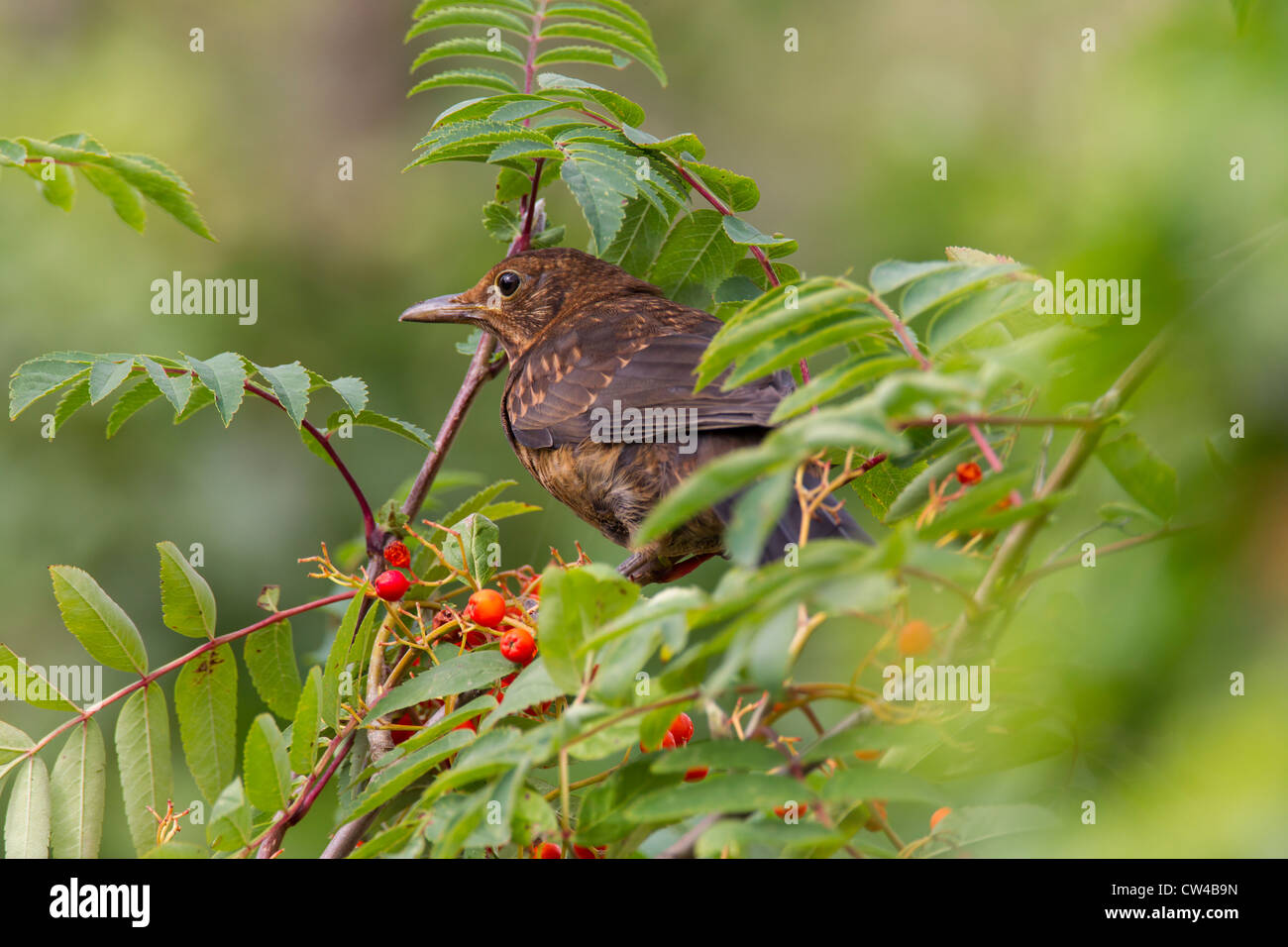 Amsel Turdus Merula (Turdidae) ernähren sich von Beeren auf ein Rowan ...