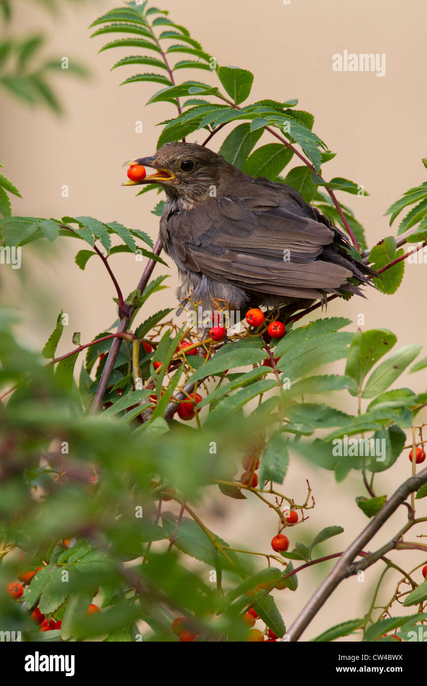 Amsel Turdus Merula (Turdidae) ernähren sich von Beeren auf ein Rowan ...
